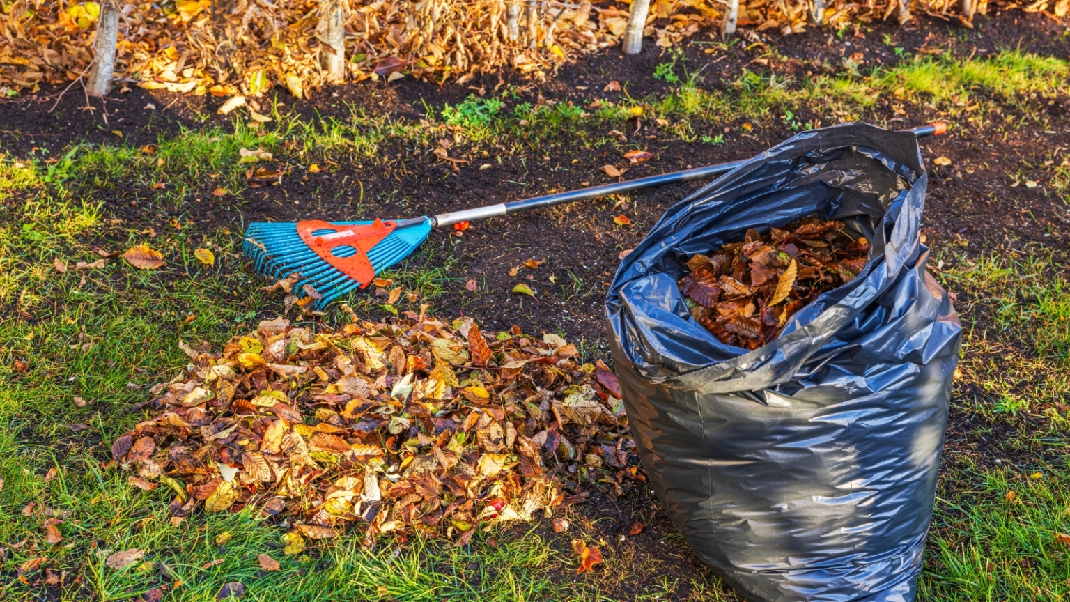 Fall Leaf Myths: 7 Practices to Avoid in the Garden