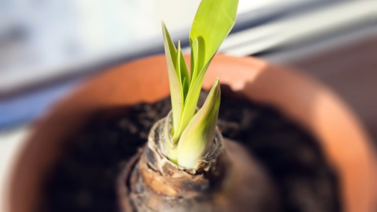 9 Amaryllis Fertilizing Tips for the Best Blooms