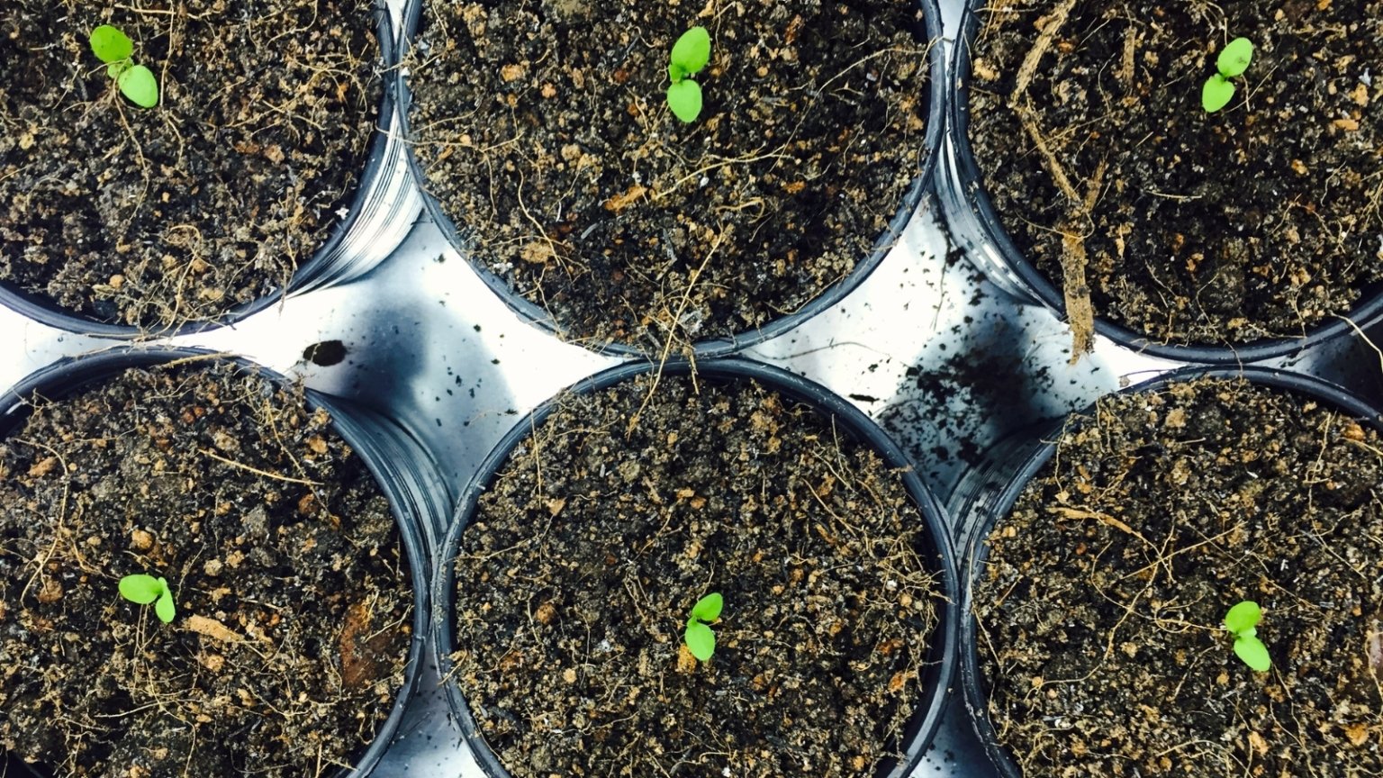 How to Plant, Grow, and Care for 'Fall Gold' Raspberry Bushes