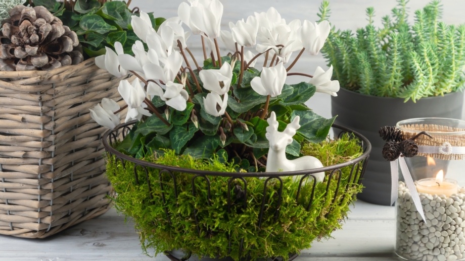 How to Grow Cyclamen in Pots and Containers