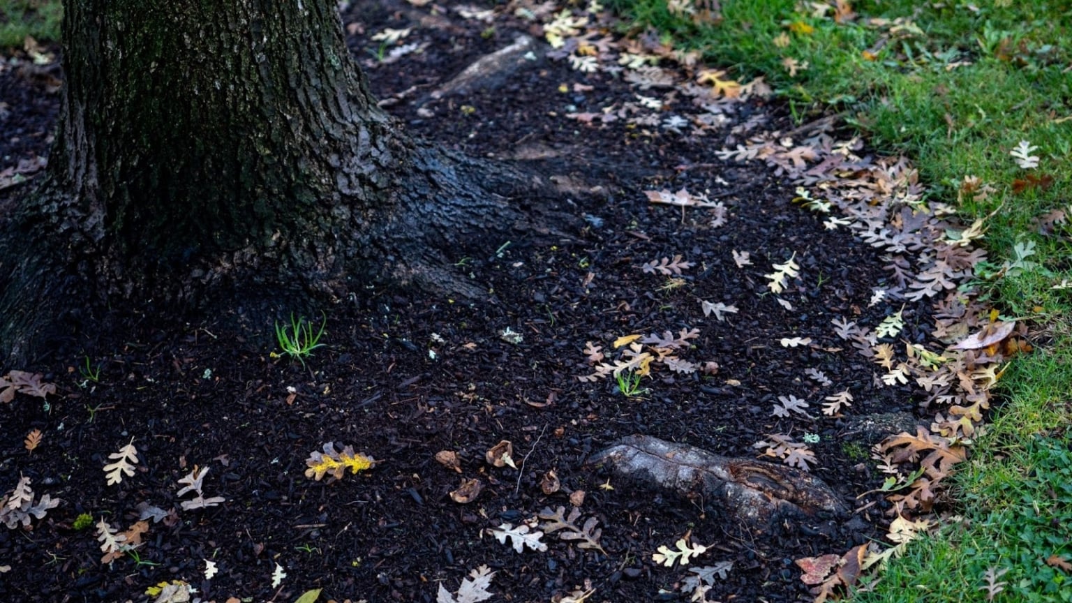 7 Reasons You Should Never Mulch Around Your Trees