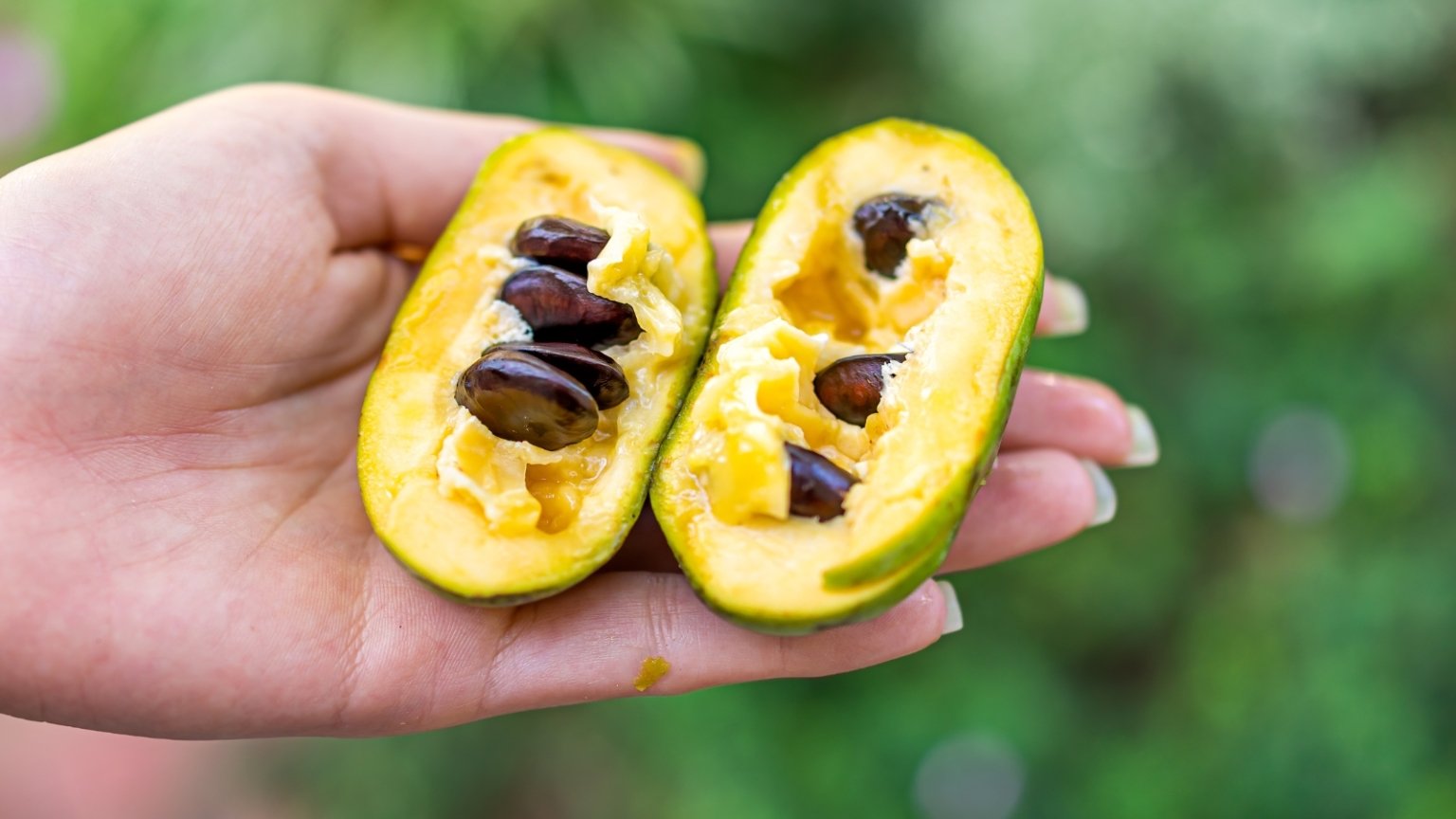 How to Plant, Grow, and Care For Pawpaw Trees