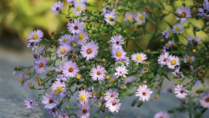 How to Plant, Grow, and Care for Asters