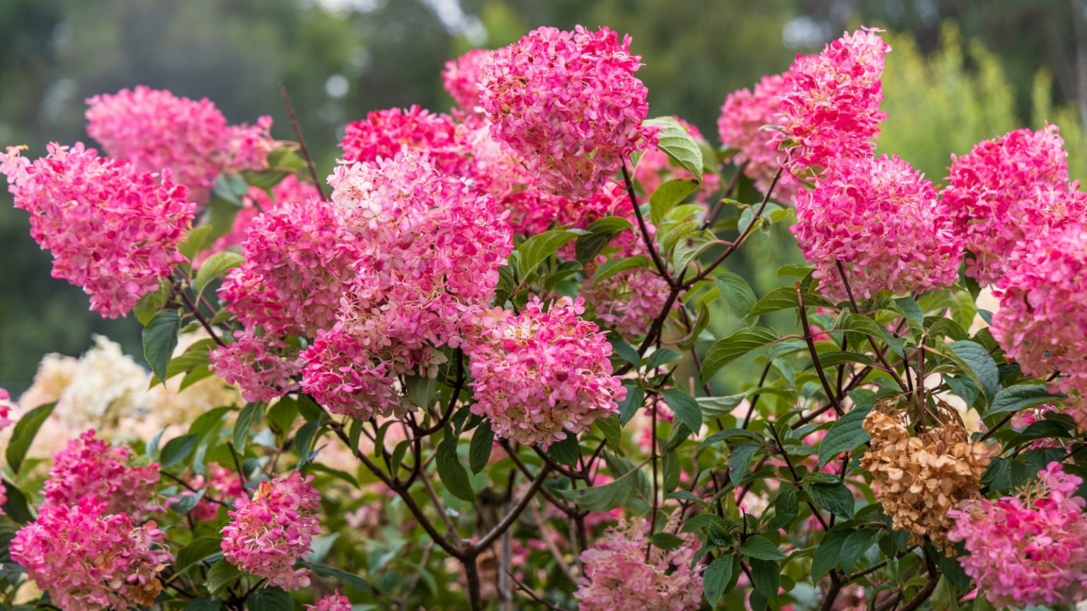 How Much Should You Cut Back Hydrangeas in Fall?