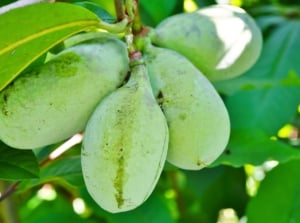 How to Plant, Grow, and Care for Okame Cherry Tree