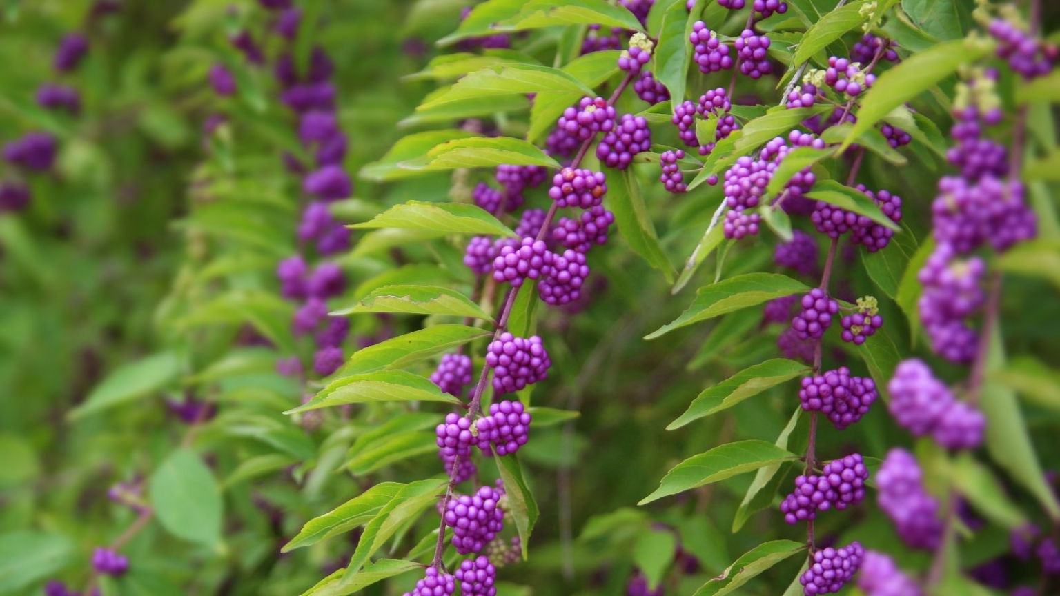 17 Best Shrubs for the Cut Flower Garden
