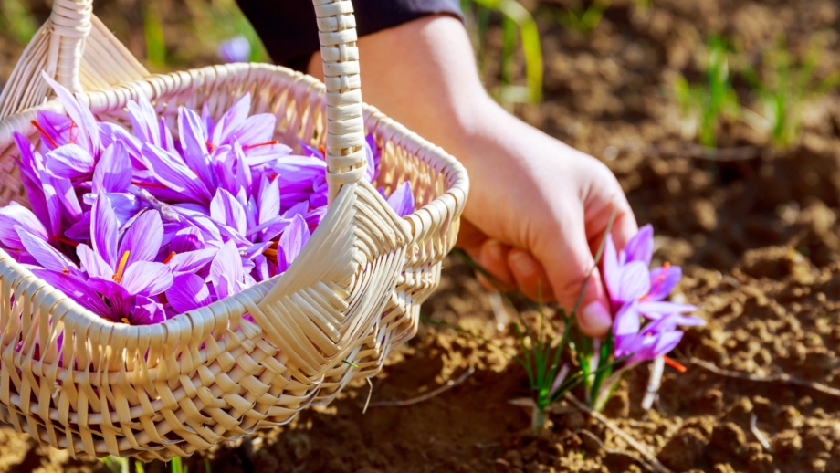 How to Plant, Grow, and Care for Crocus Flowers