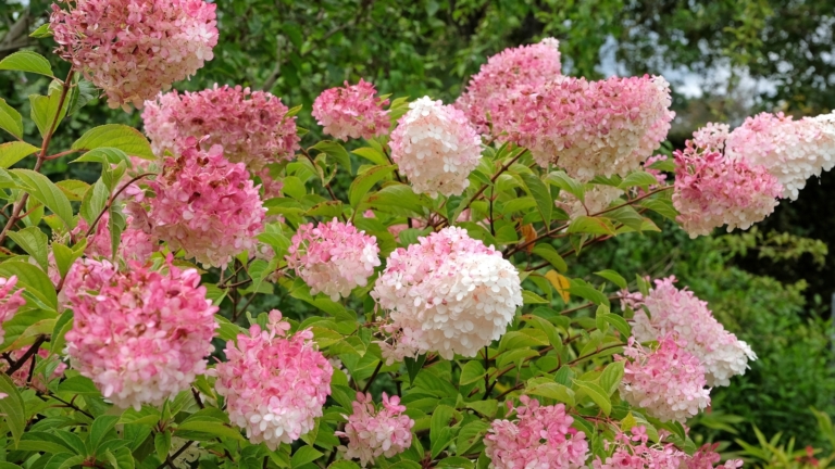 9 Tough Hydrangeas to Try if You Failed Before: Our Hardiest Picks