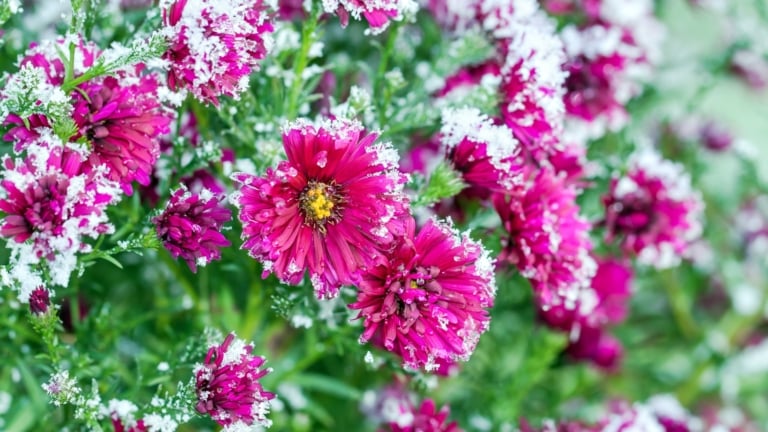 Planting Mums in the Ground: How to Do it Right