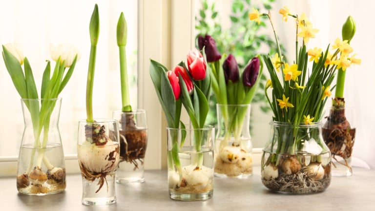 Plant These 13 Flowering Bulbs Now For Holiday Displays
