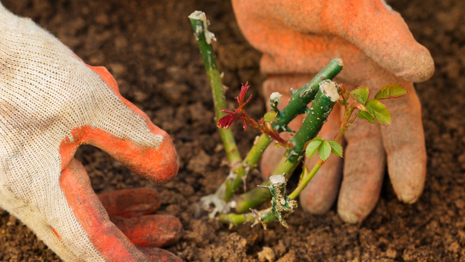 5 Benefits of Planting Roses in the Fall