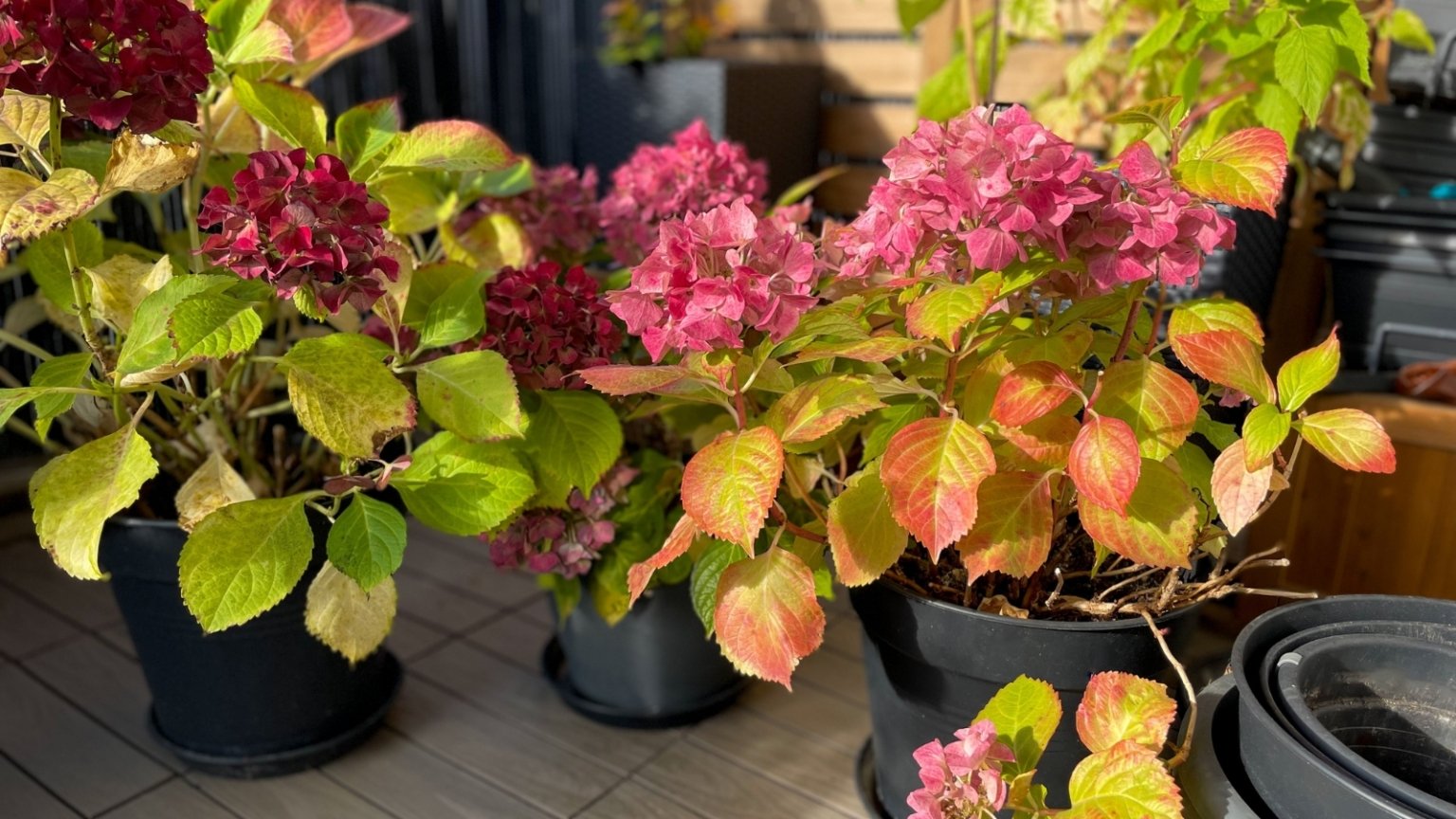 7 Fall Hydrangea Care Tips