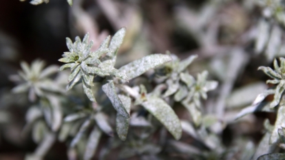 How to Plant, Grow, and Care for Wooly Thyme