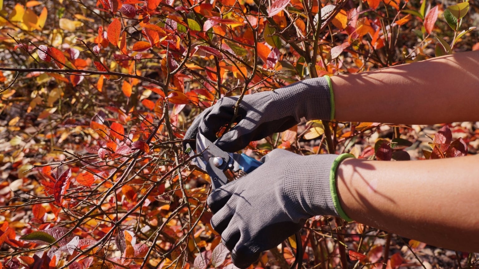 How To Grow Blueberries From Seed