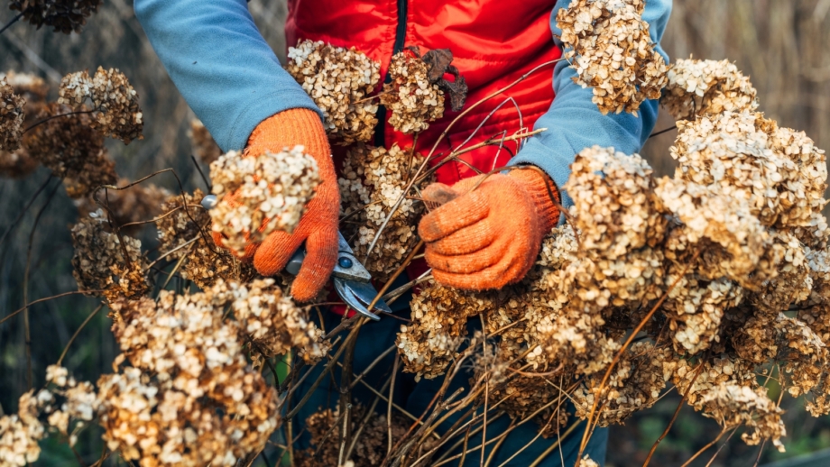 7 Fall Hydrangea Care Tips