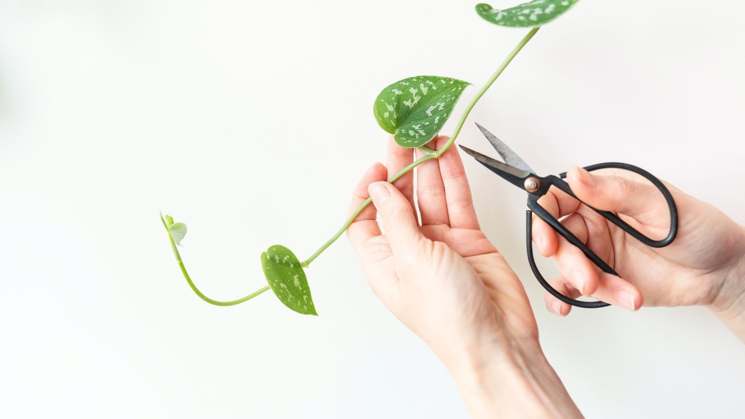 Get a Full and Bushy Pothos Plant With These 5 Tricks