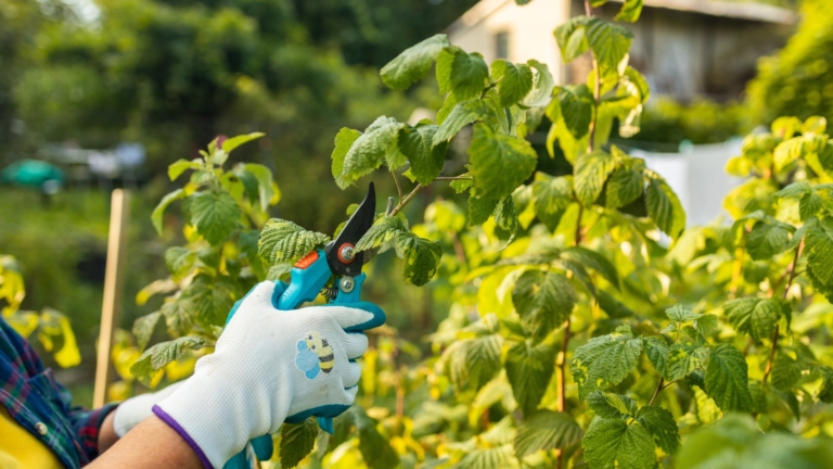 How to Plant, Grow, and Care for 'Fall Gold' Raspberry Bushes