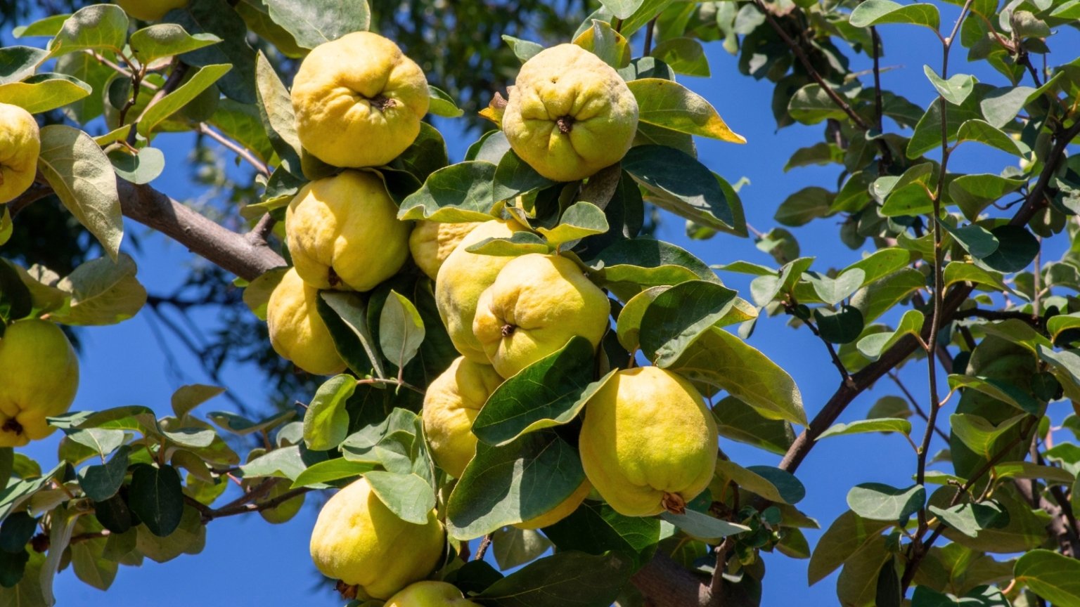 How to Plant, Grow, and Care for Quince Trees