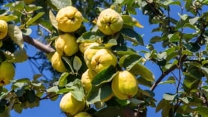 How to Plant, Grow, and Care for Quince Trees