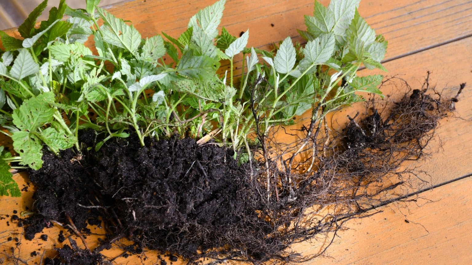 How to Plant, Grow, and Care for 'Fall Gold' Raspberry Bushes