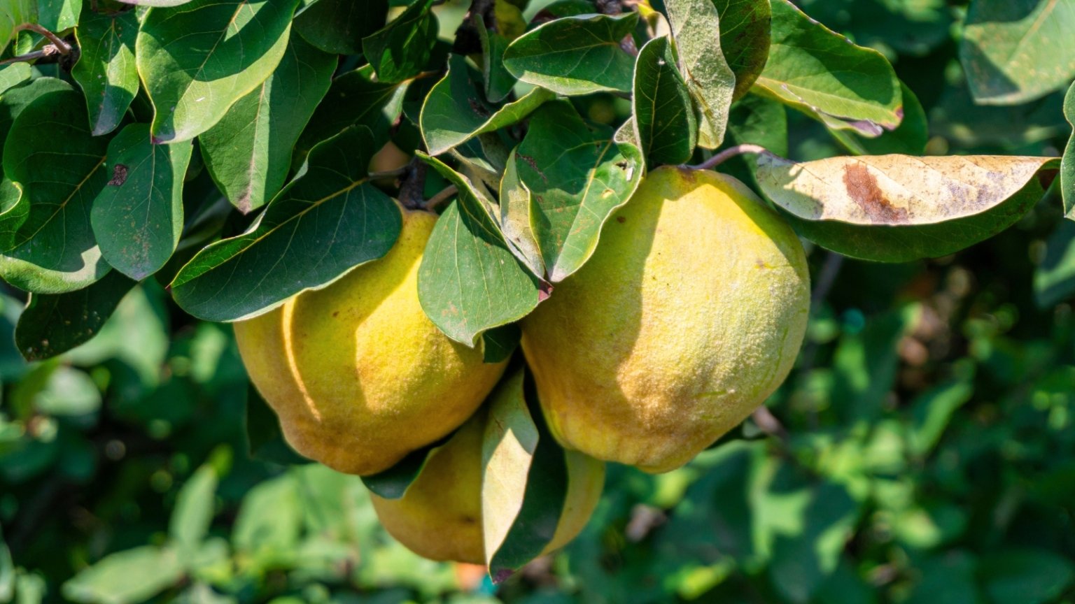 How to Plant, Grow, and Care for Quince Trees