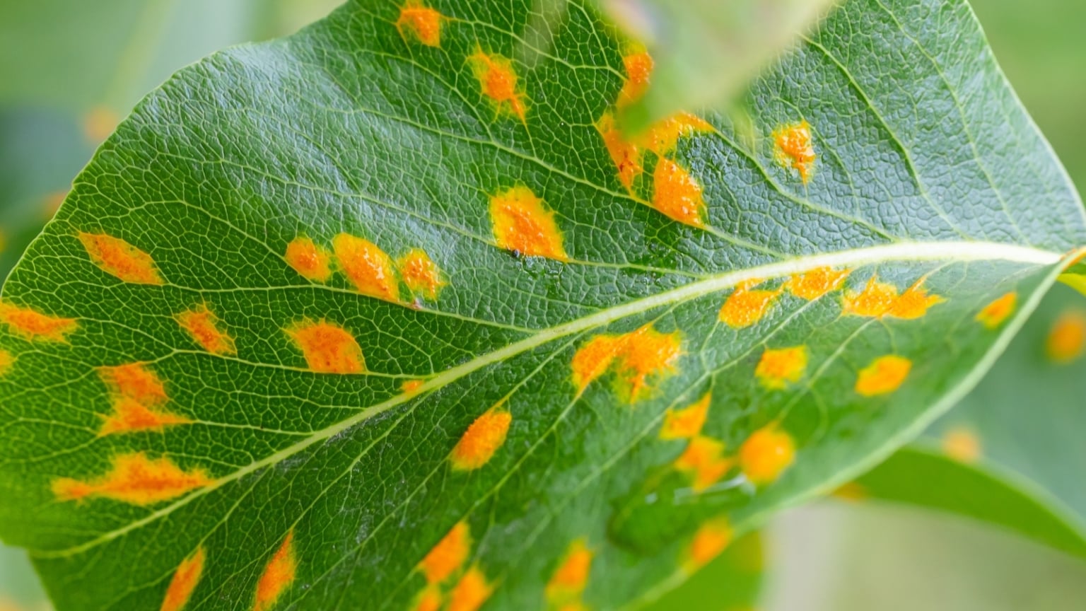 9 Poinsettia Diseases to Watch for This Season