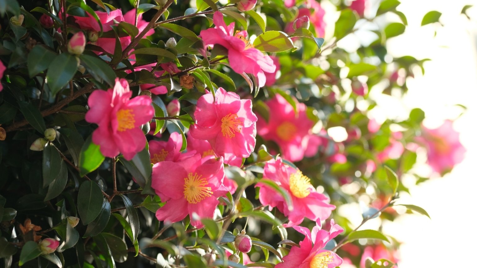 How to Plant, Grow, and Care for 'Sasanqua' Camellias