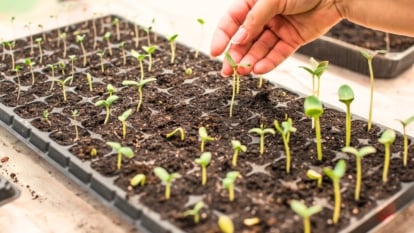 Seed-Starting 101: 11 Tips to Get it Right