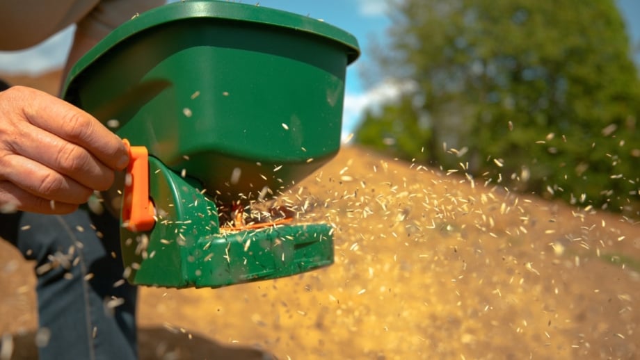 How and When to Broadcast Wildflower Seeds in the Garden