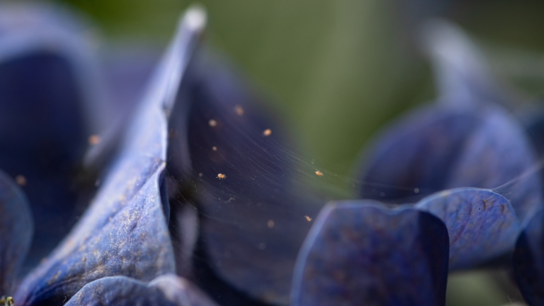 9 Ways to Ensure Your Hydrangeas Survive Winter Freezes