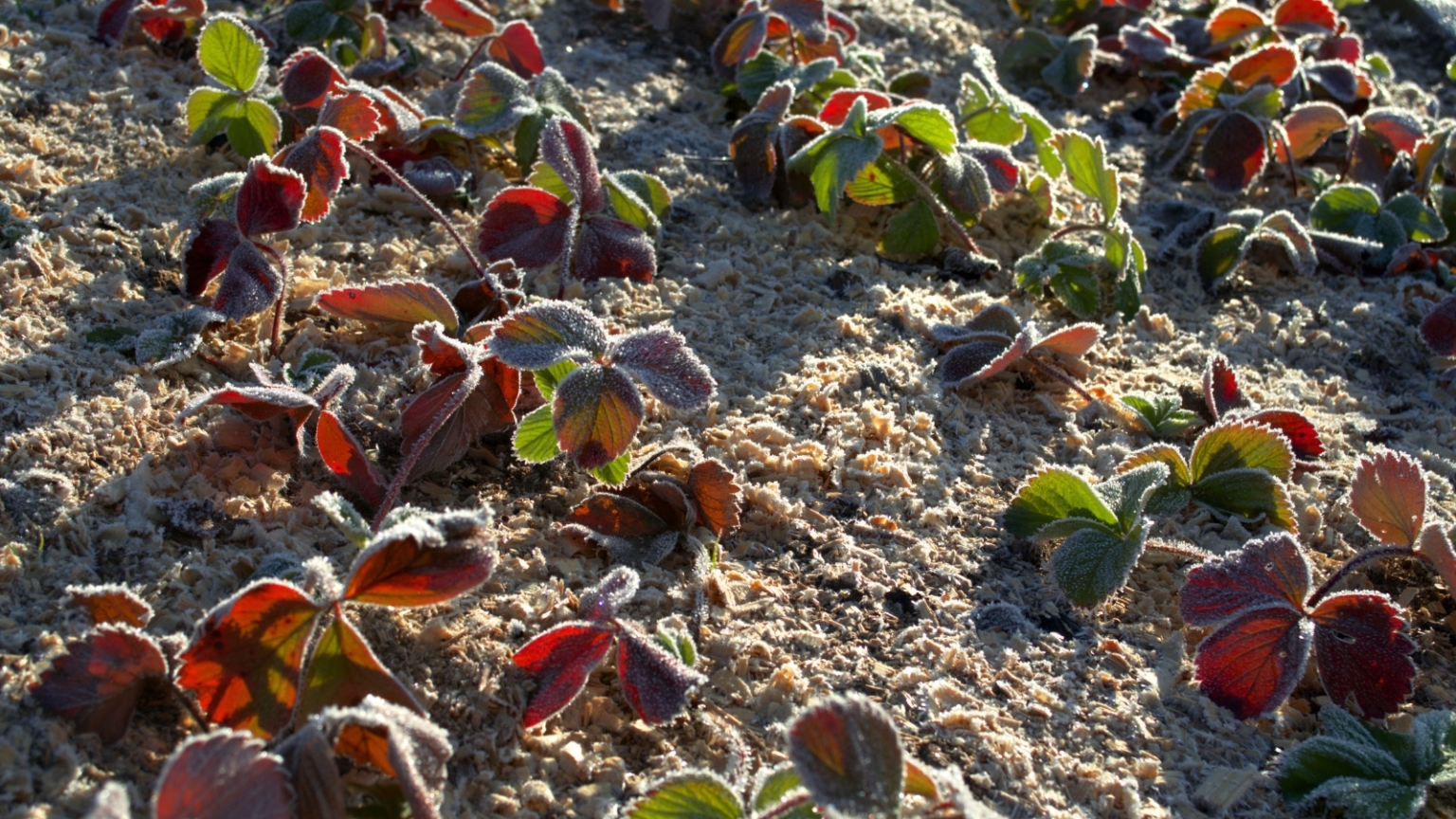How to Tidy Up Your Fall Strawberry Bed in 5 Steps