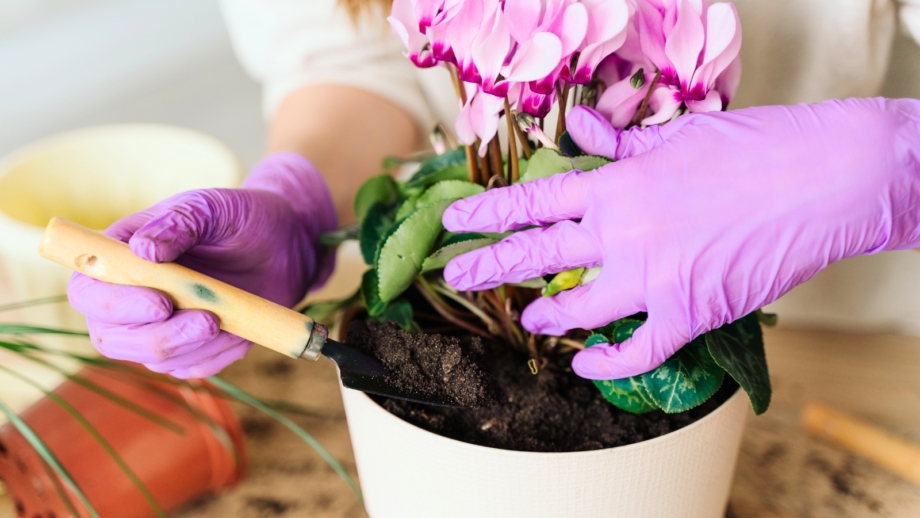 How to Grow Cyclamen in Pots and Containers