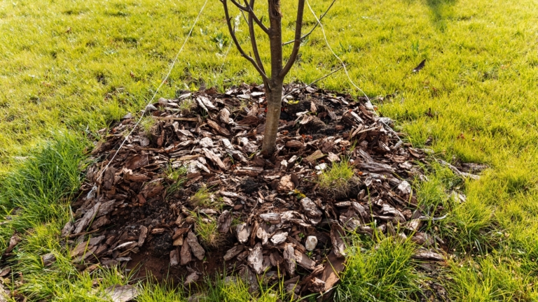 7 Reasons You Should Never Mulch Around Your Trees