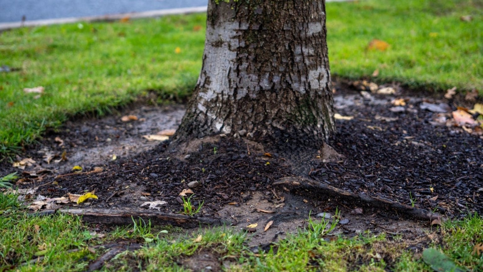 7 Reasons You Should Never Mulch Around Your Trees