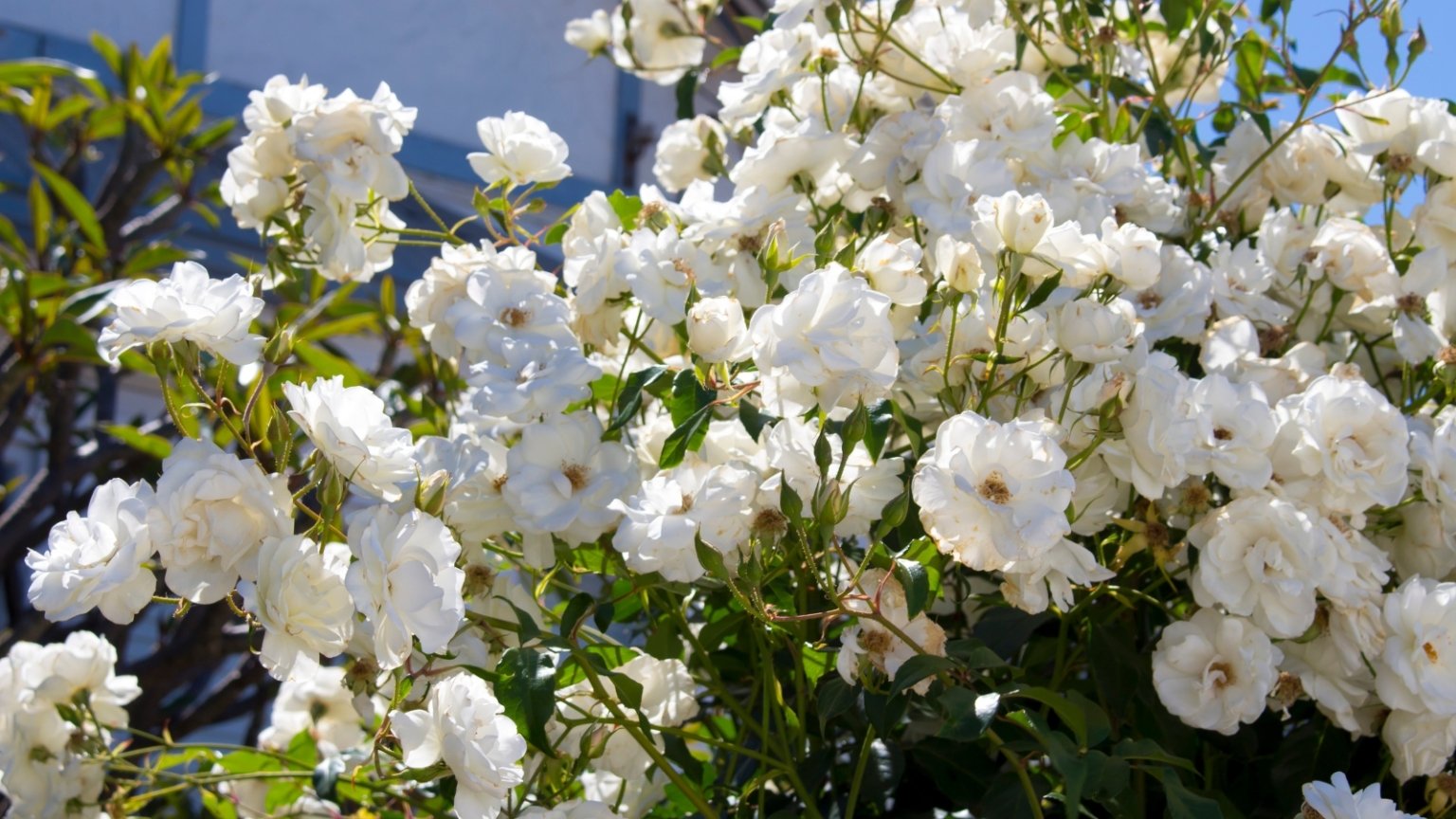 7 Foundation Planting Design Ideas to Upgrade Your Home