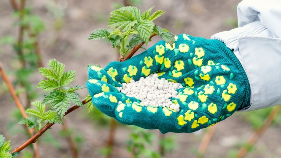 How to Plant, Grow, and Care for 'Fall Gold' Raspberry Bushes