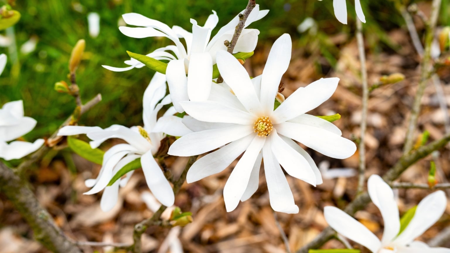 17 Winter-Flowering Shrubs and Trees for Your Landscape