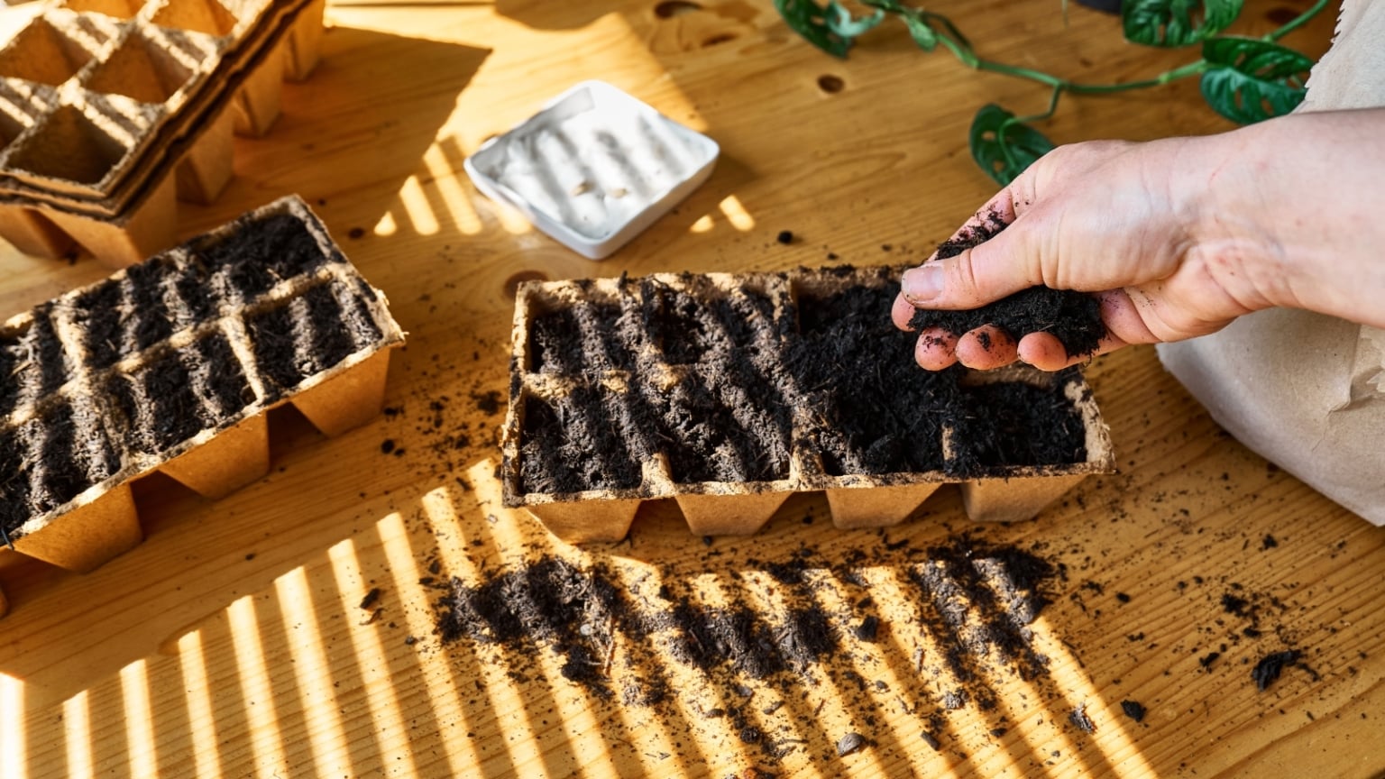 How and When to Start Seeds Indoors