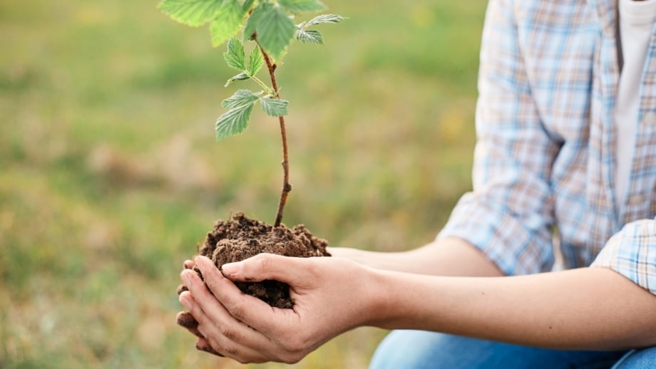 How to Plant, Grow, and Care for 'Fall Gold' Raspberry Bushes