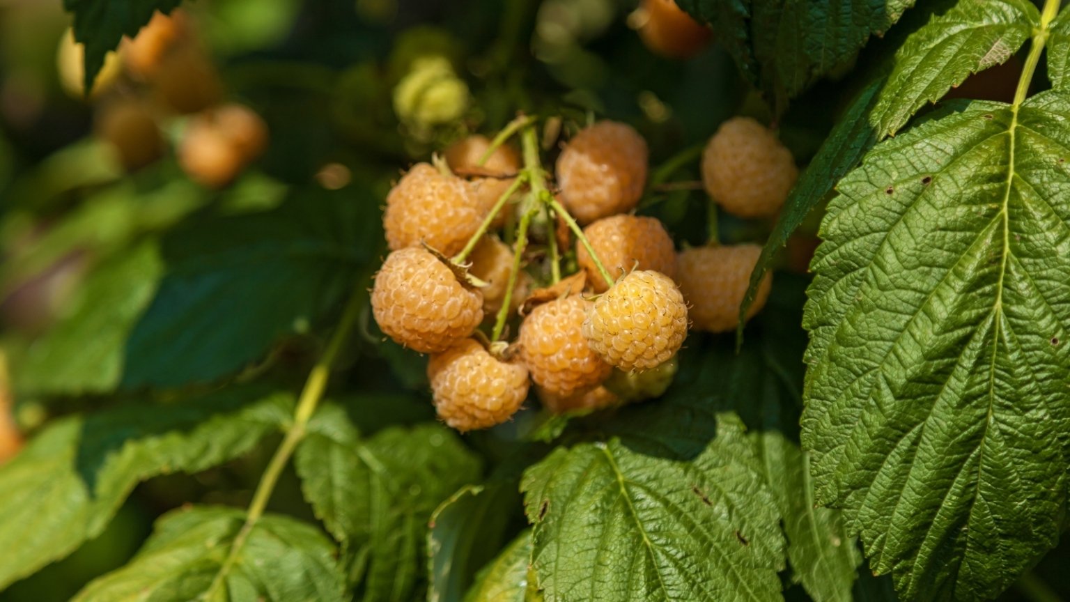 How to Plant, Grow, and Care for 'Fall Gold' Raspberry Bushes