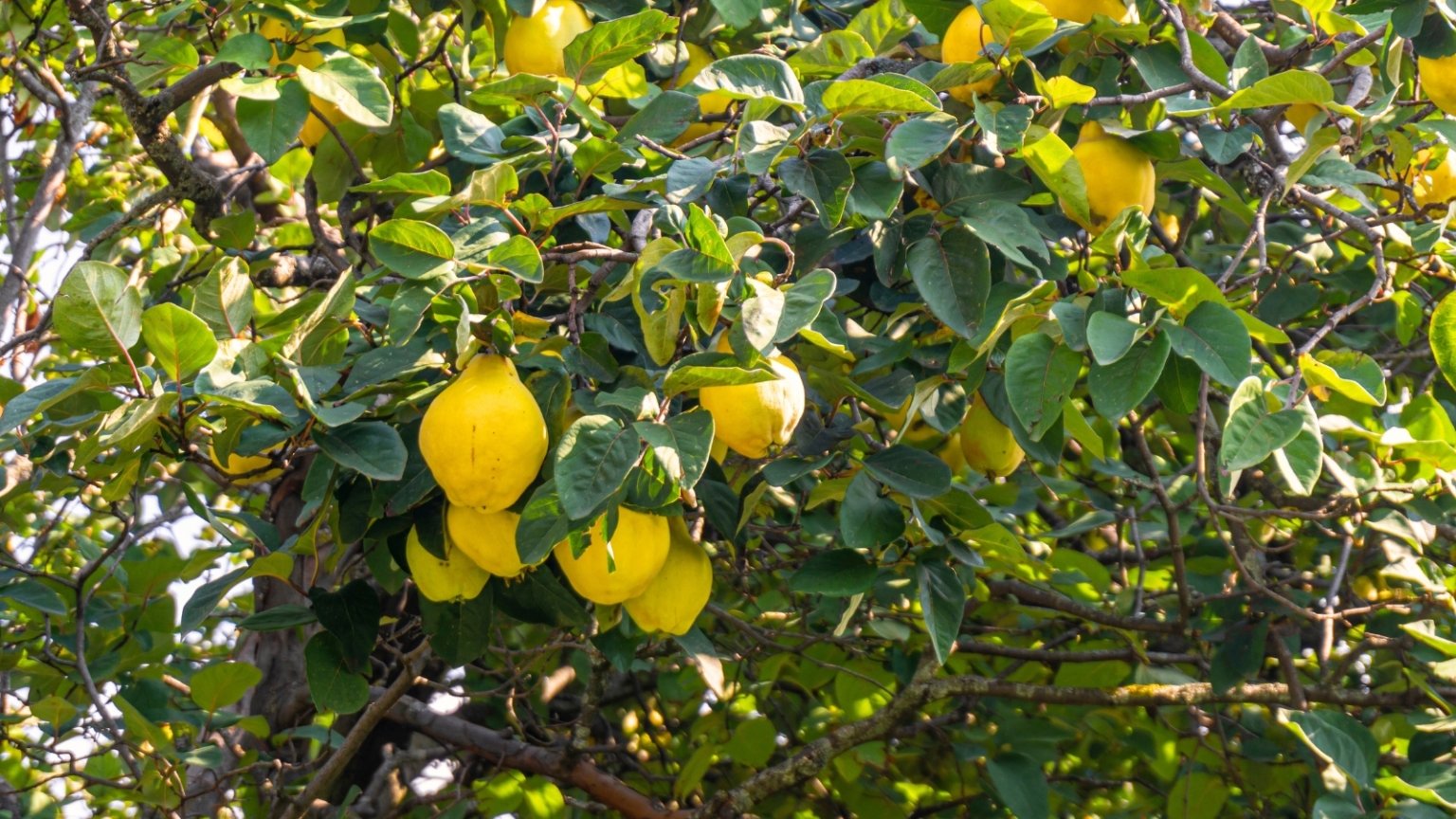 How to Plant, Grow, and Care for Quince Trees