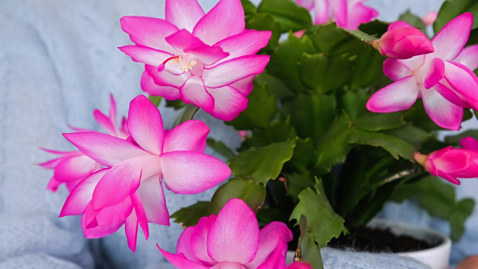 9 Stunning Christmas Cactus Varieties to Look for this Season