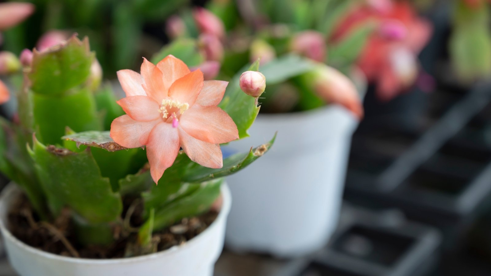 9 Stunning Christmas Cactus Varieties to Look for this Season