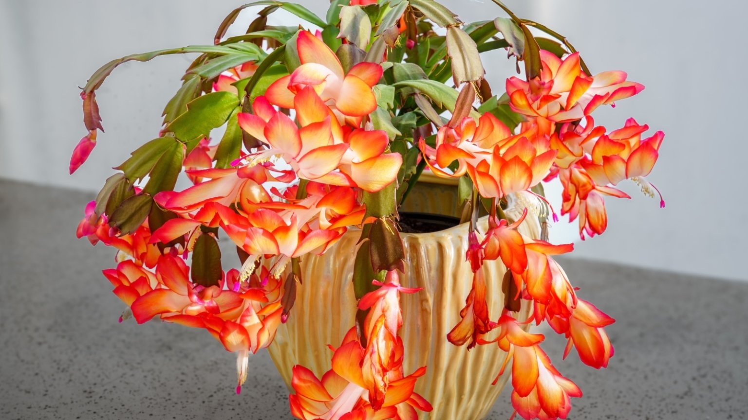 9 Stunning Christmas Cactus Varieties to Look for this Season
