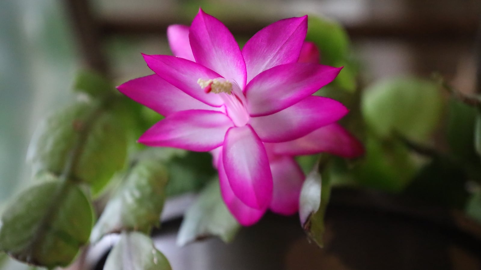 9 Stunning Christmas Cactus Varieties to Look for this Season