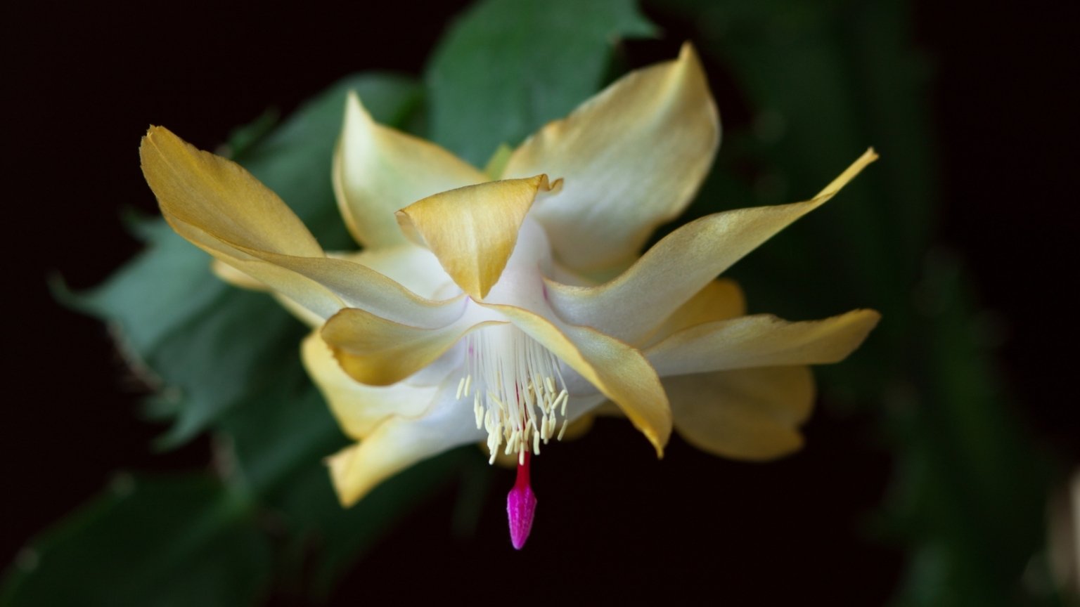 9 Stunning Christmas Cactus Varieties to Look for this Season