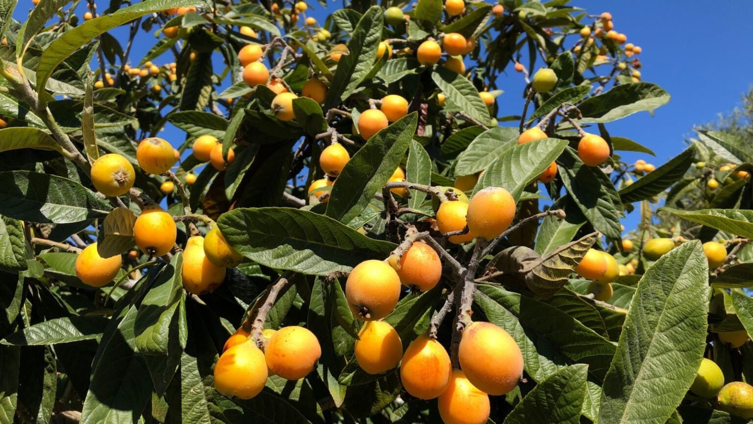 How to Plant, Grow, and Care for a Loquat Tree