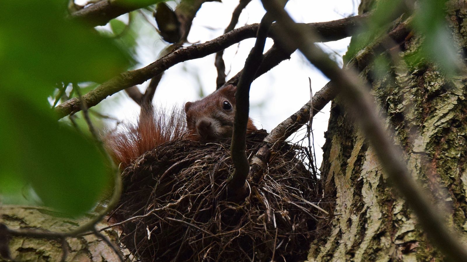 What That Clump of Leaves in Your Tree Really Is. Hint: It's Not a Bird ...
