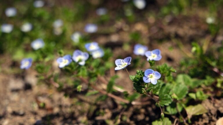 How to Plant, Grow, and Care for Creeping Speedwell