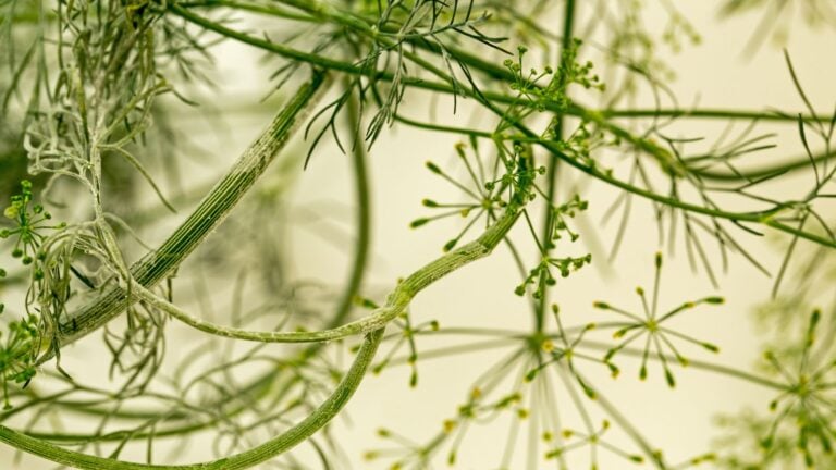 How to Plant, Grow, and Care for Anise